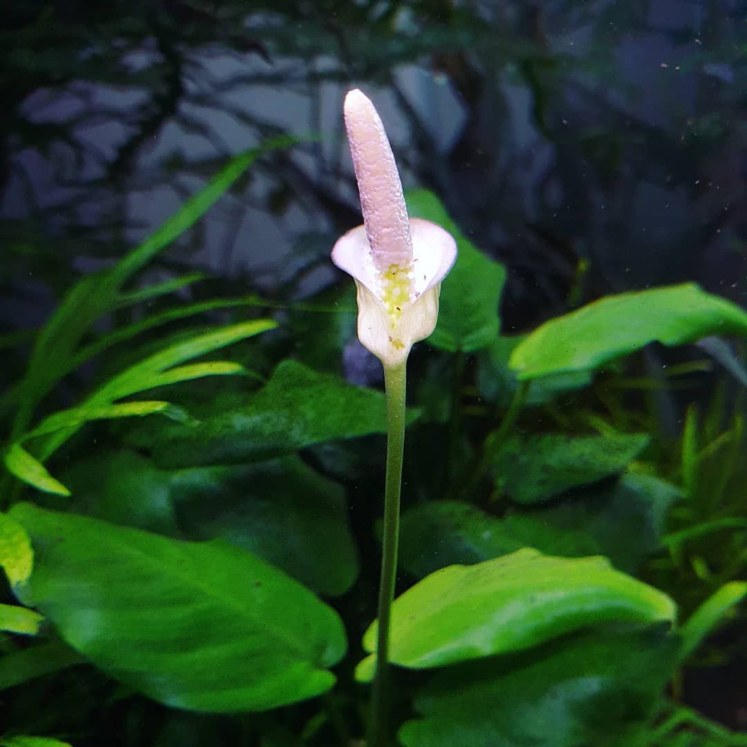 9 loại cây thủy sinh có hoa đẹp - aquasetup