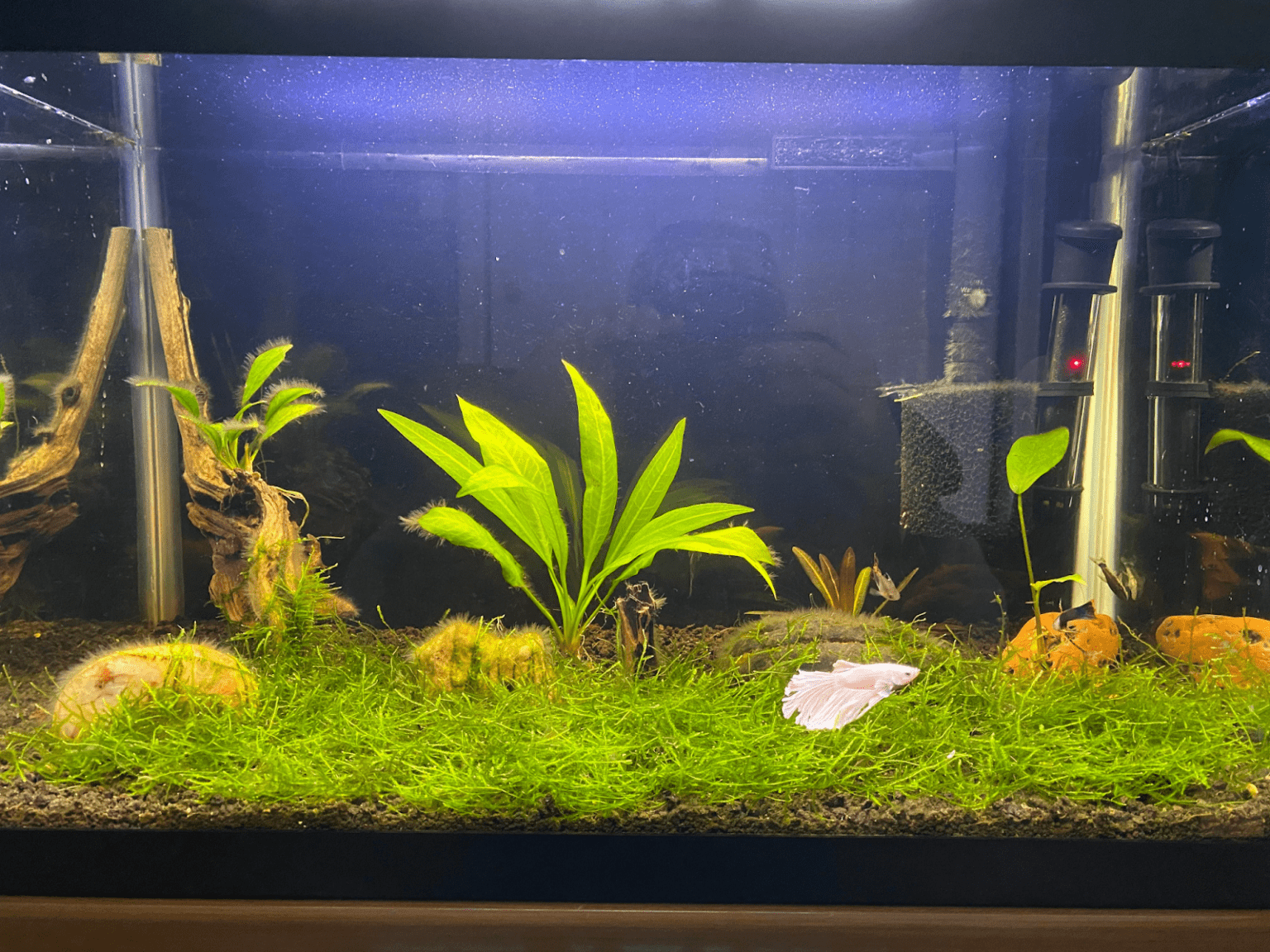 7 loại cây thủy sinh trải nền đẹp không cần CO2 - aquasetup