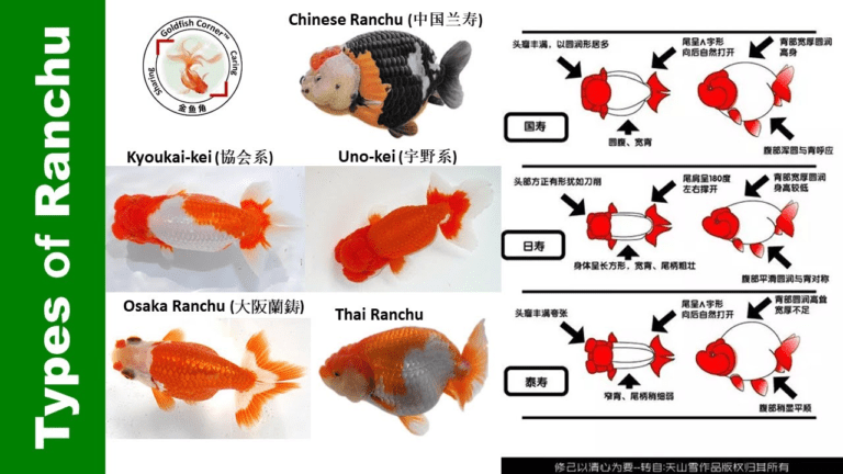 Cách nuôi cá ranchu lớn nhanh, lên đầu đẹp và sinh sản