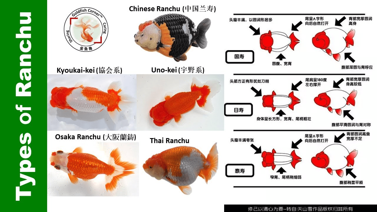 Cách nuôi cá ranchu lớn nhanh, lên đầu đẹp và sinh sản